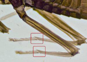 Taxonomic Keys for Aquatic Invertebrate Identification