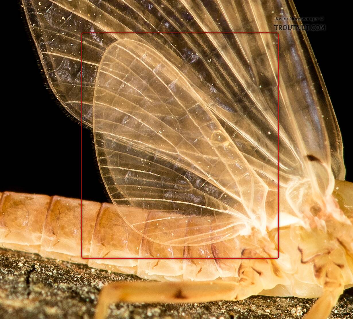 Identification: Key to Families of Mayfly Duns and Spinners