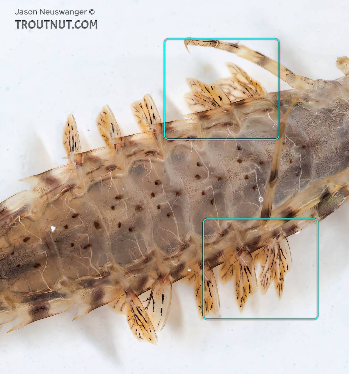 Identification: Key to Genera of Siphlonuridae Nymphs