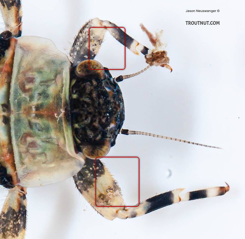 Identification: Key to Genera of Ephemerellidae Nymphs