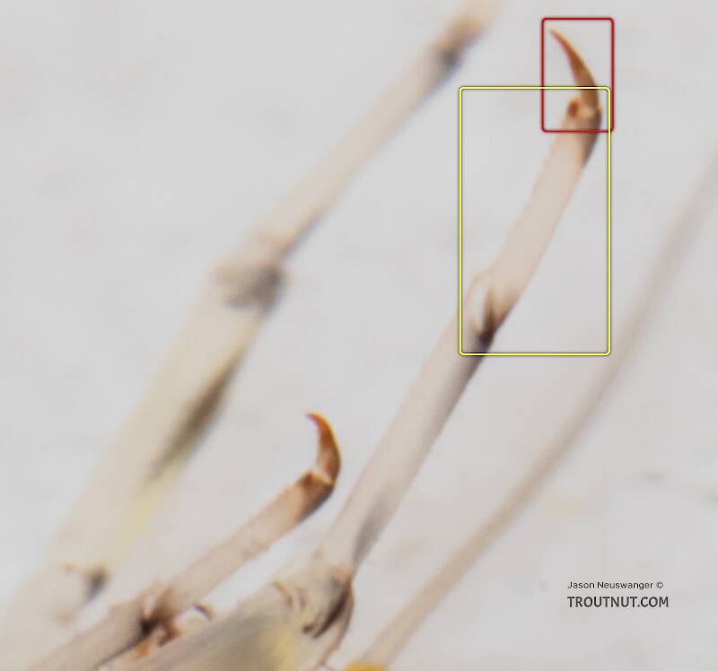 Identification: Key to Genera of Baetidae Nymphs