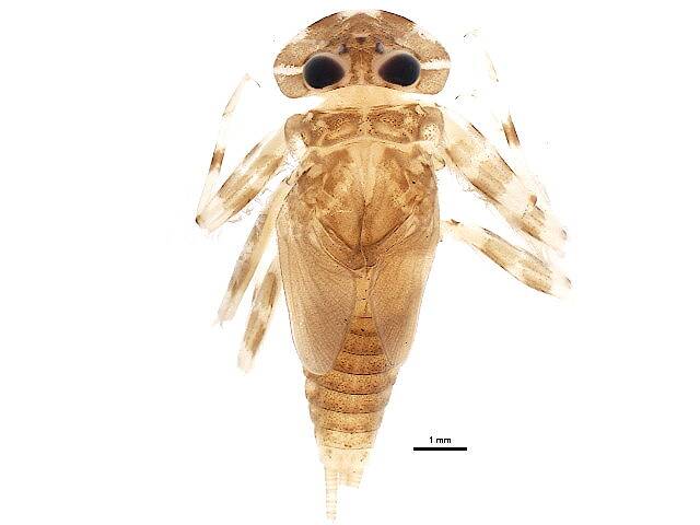 Identification: Key to Genera of Heptageniidae Nymphs