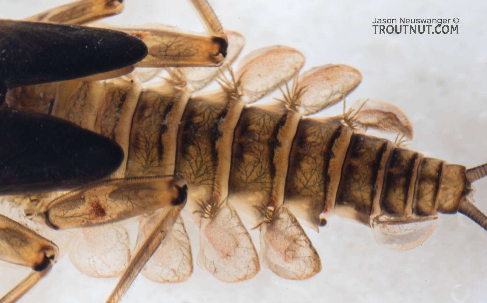Identification: Key to Genera of Heptageniidae Nymphs