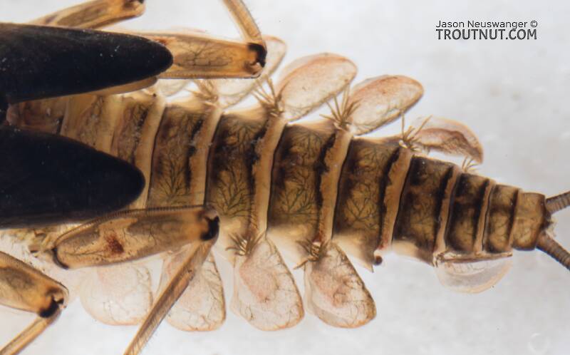 Identification: Key to Genera of Heptageniidae Nymphs