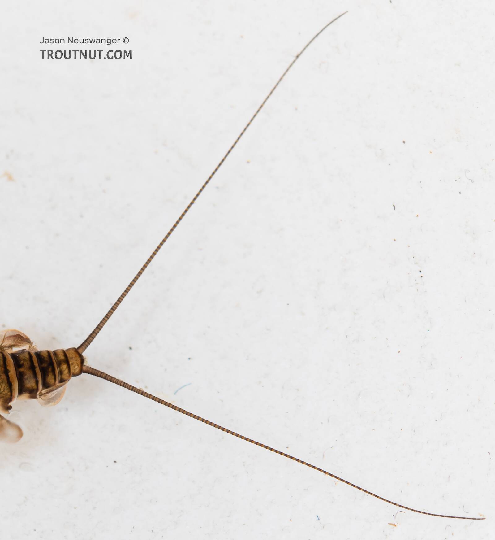 Identification: Key to Genera of Heptageniidae Nymphs, Couplet 2