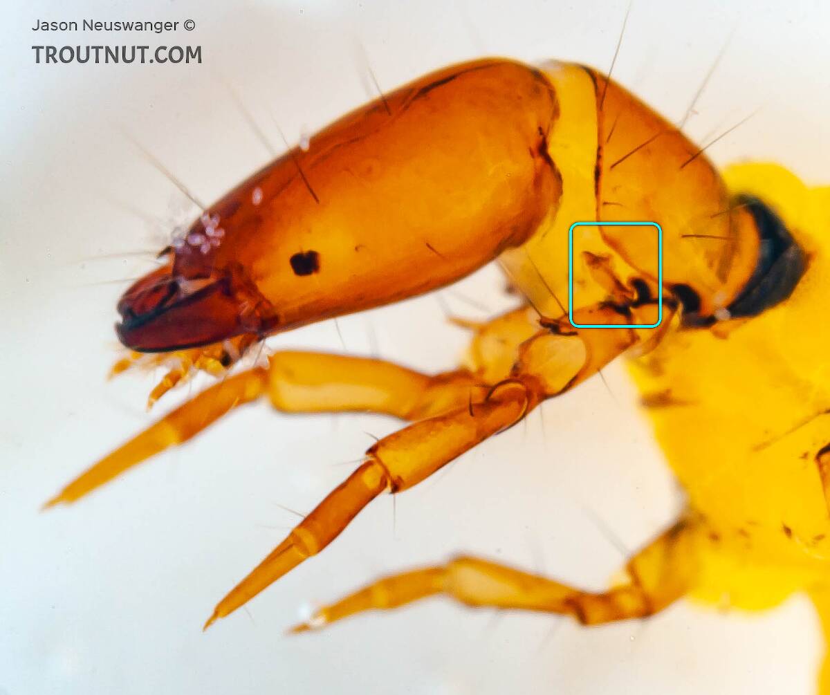 Identification: Key to Genera of Philopotamidae Larvae