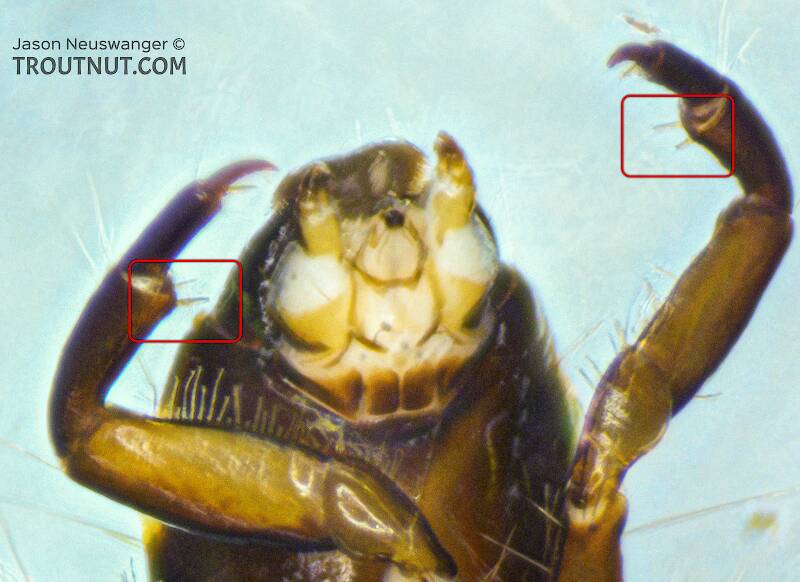 Identification: Key to Genera of Odontoceridae Larvae
