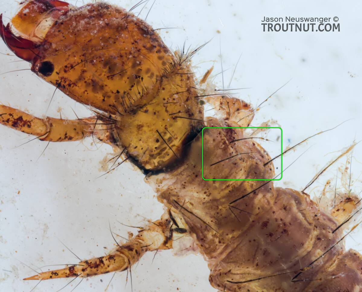 Identification: Key to Genera of Polycentropodidae Larvae, Couplet 7