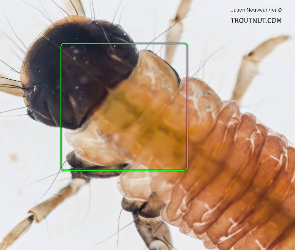 Identification: Key to Genera of Glossosomatidae Larvae
