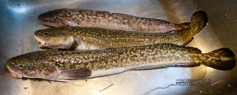 Success with the burbot lines!