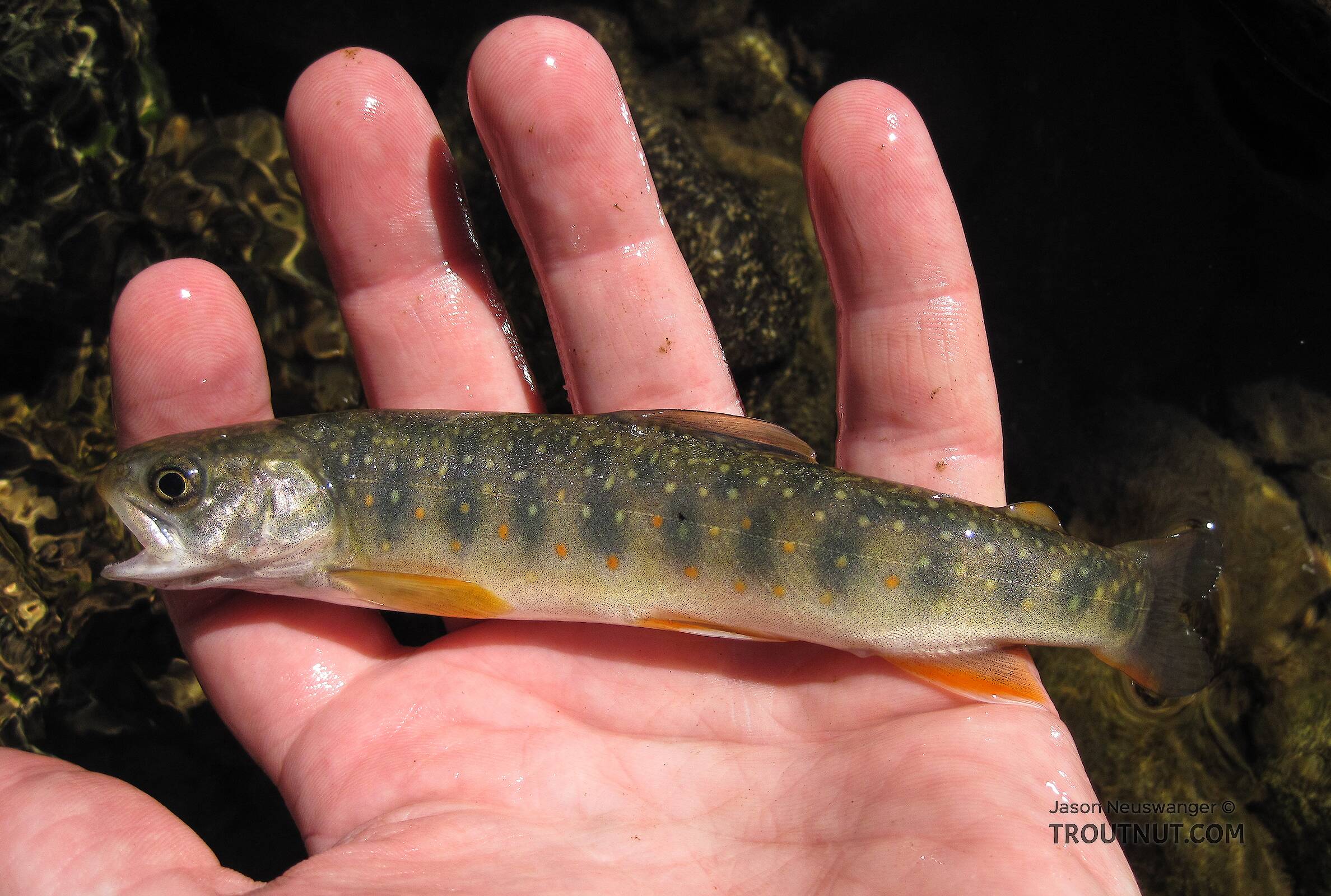 Small-stream brook trout in Alaska? Not exactly...