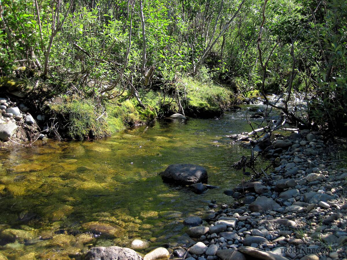 Small-stream brook trout in Alaska? Not exactly...