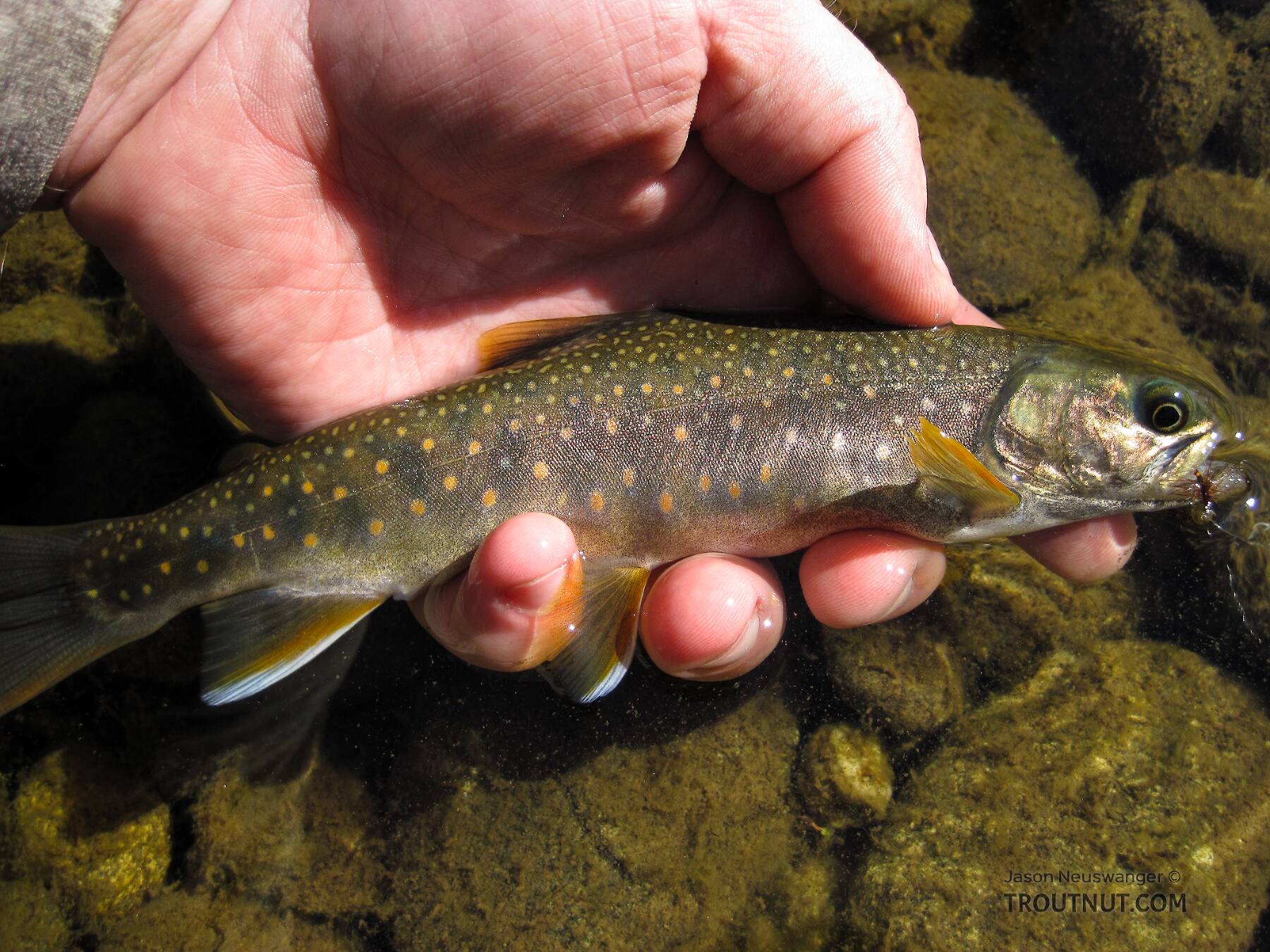 Small-stream brook trout in Alaska? Not exactly...