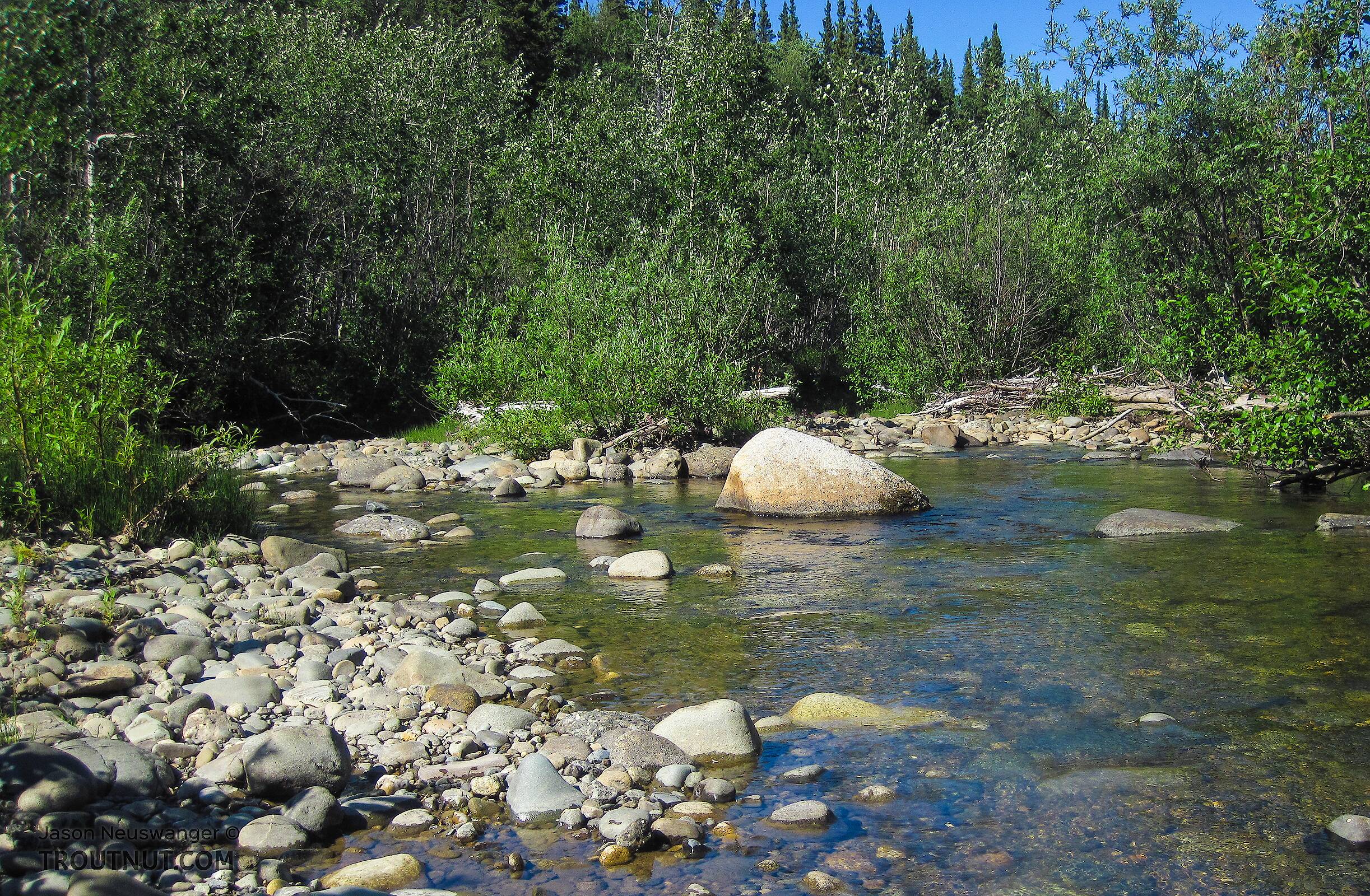Small-stream brook trout in Alaska? Not exactly...