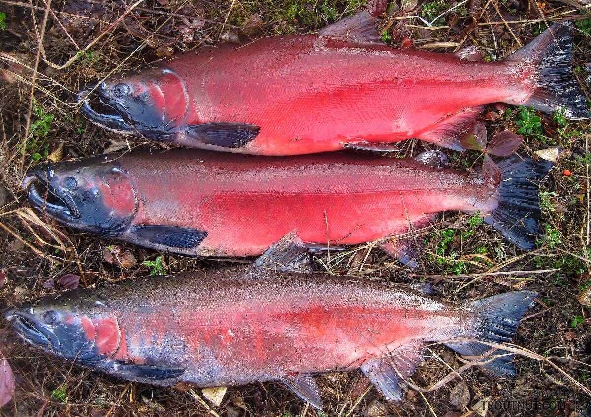 Had some great silver salmon fishing