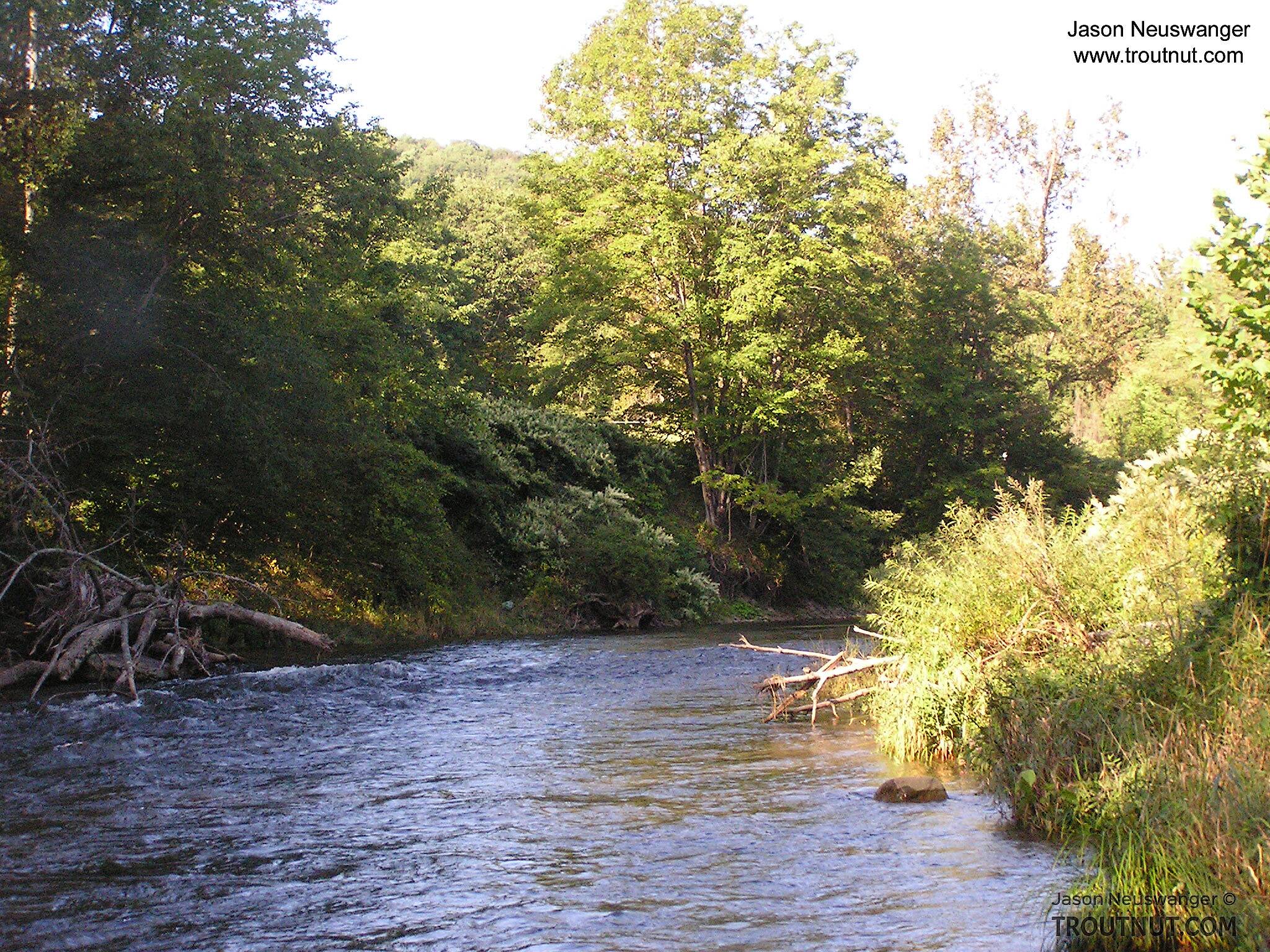 The Beaverkill River, New York
