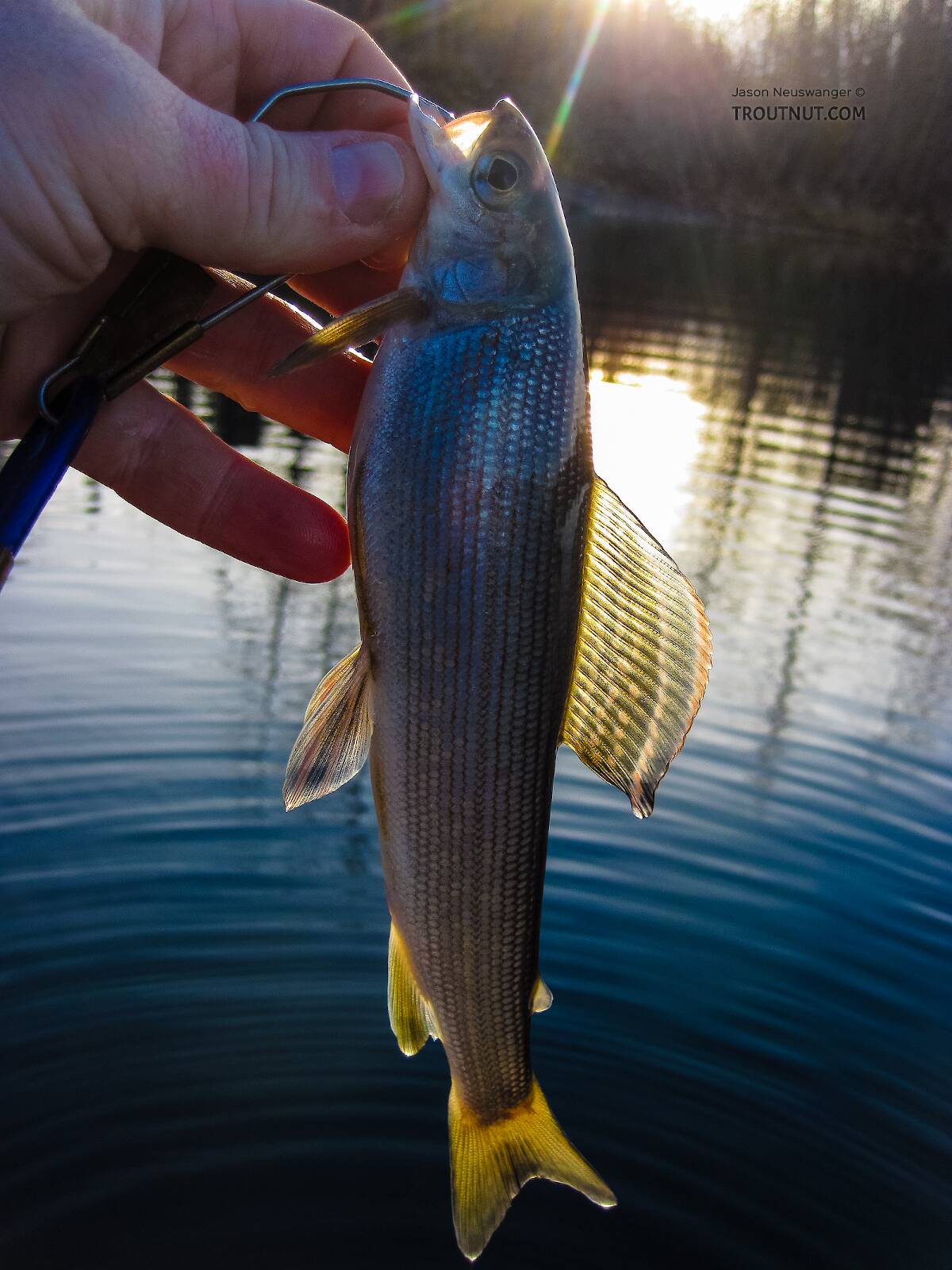Last fish of the year?