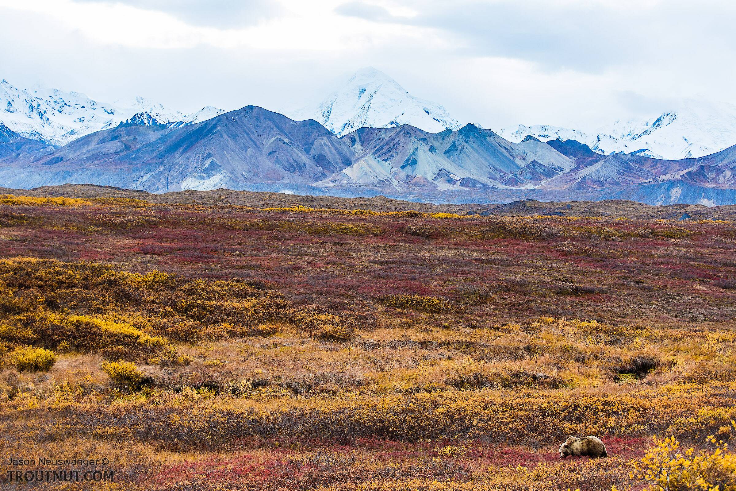 Troutnut's Best Wildlife Photography