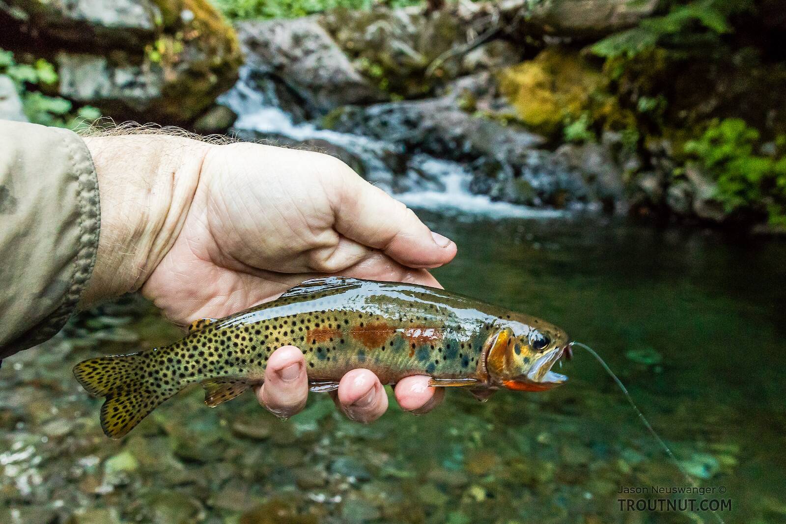 Troutnut's Best Pictures of Trout, Salmon, and Grayling, Page 2