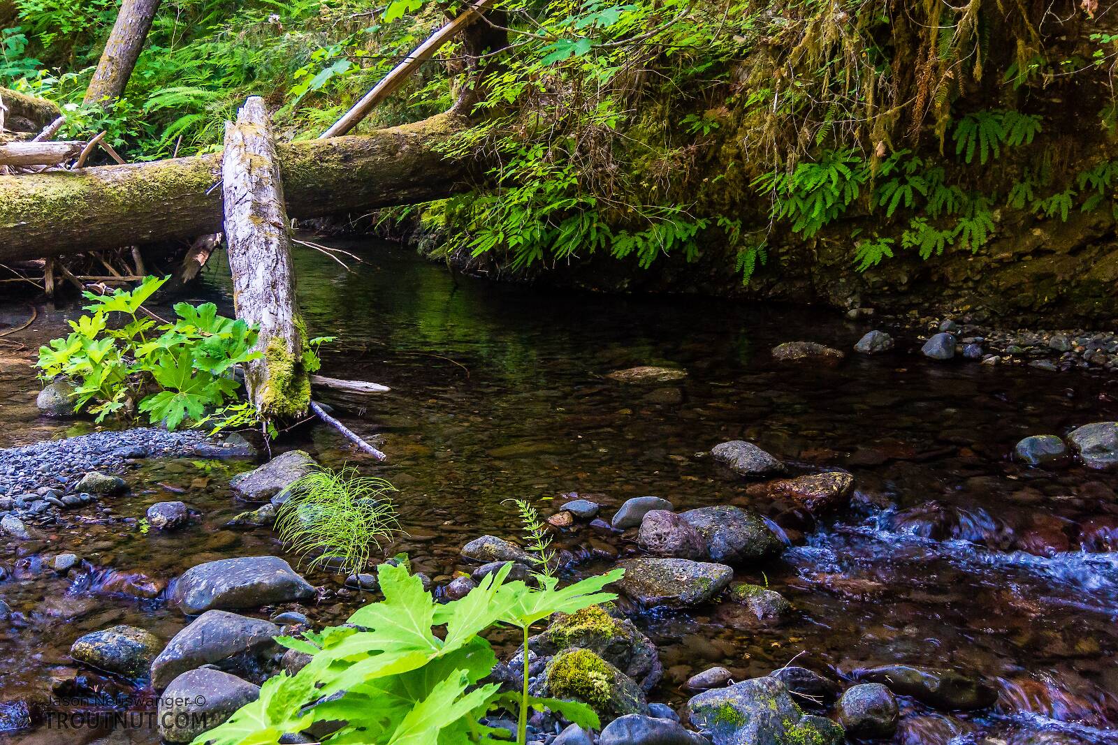 Small-stream brook trout in Alaska? Not exactly...