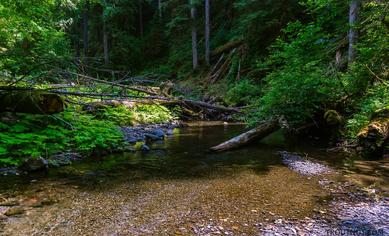 Chasing an unusual trout on the Olympic Peninsula