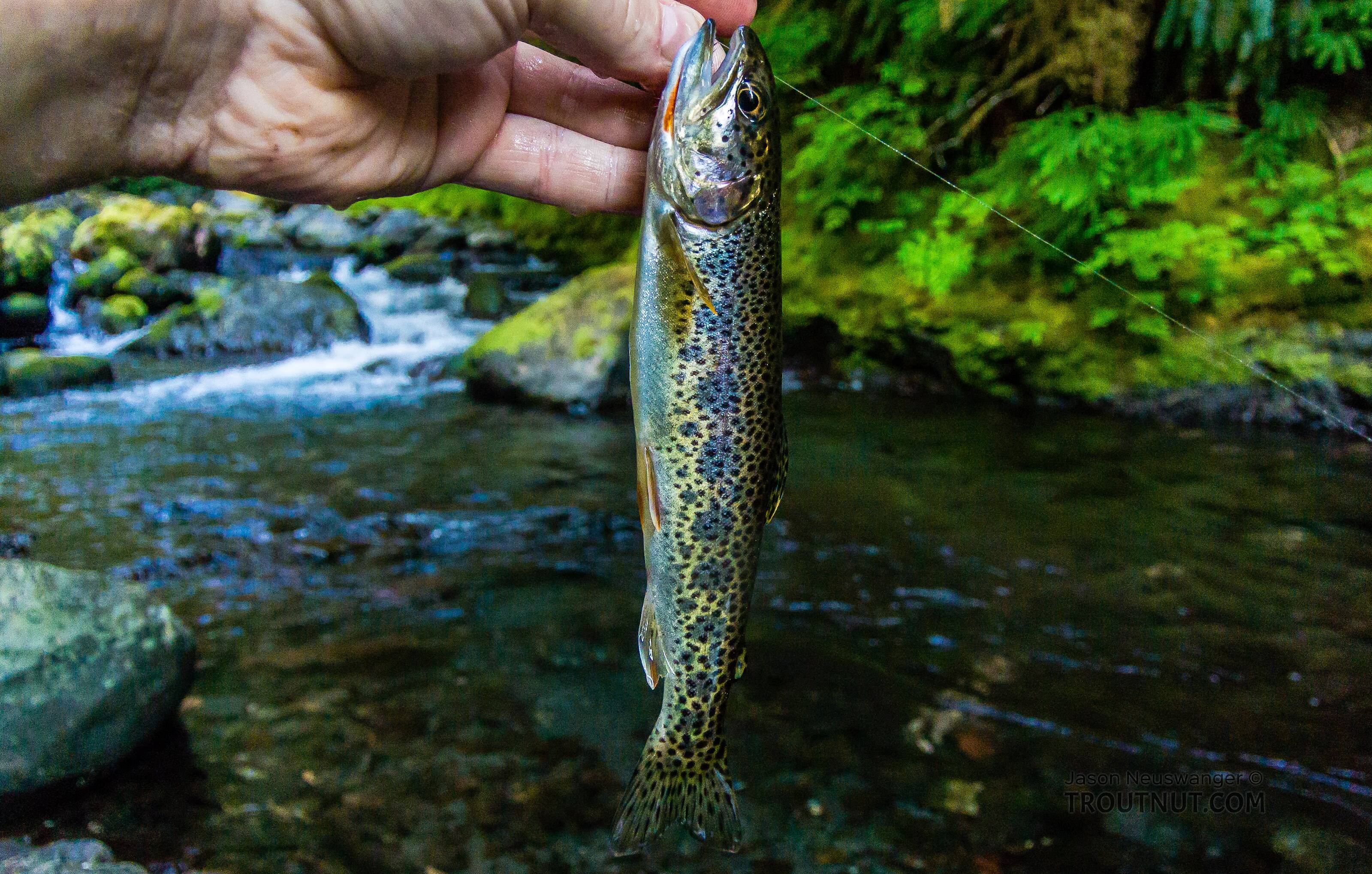 Chasing an unusual trout on the Olympic Peninsula