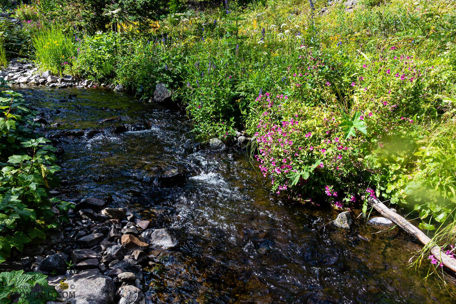 Taxonomic Keys for Aquatic Invertebrate Identification