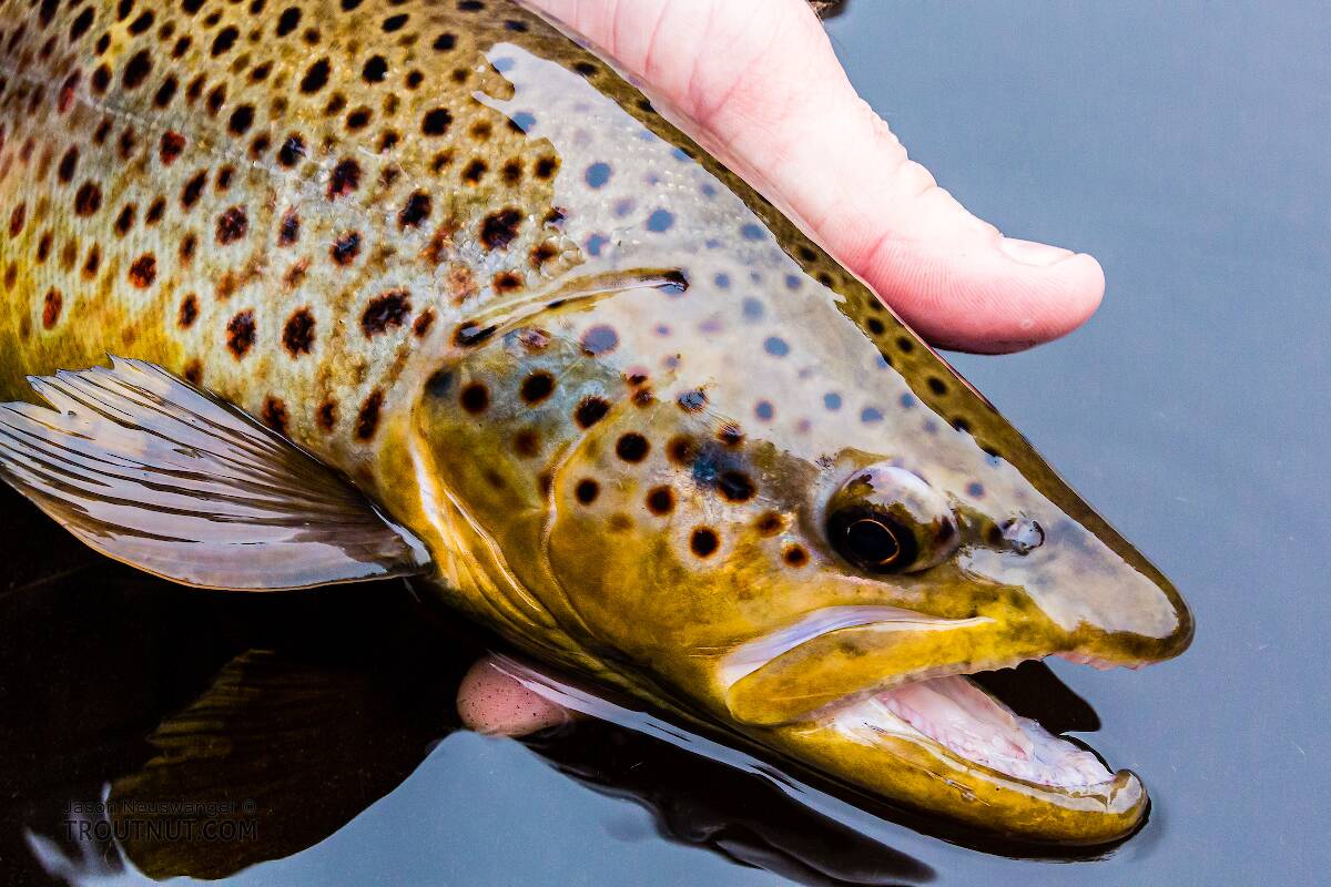 Troutnut's Best Pictures of Trout, Salmon, and Grayling, Page 2