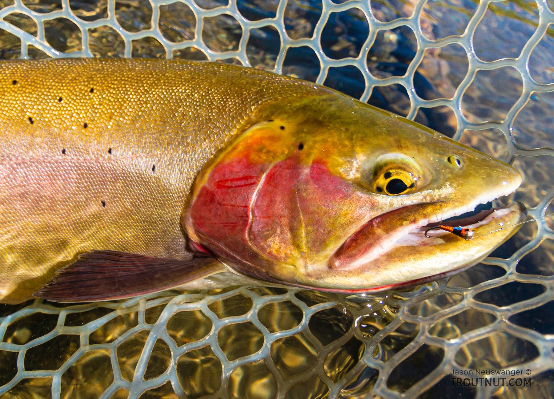Troutnut's Best Pictures of Trout, Salmon, and Grayling, Page 2