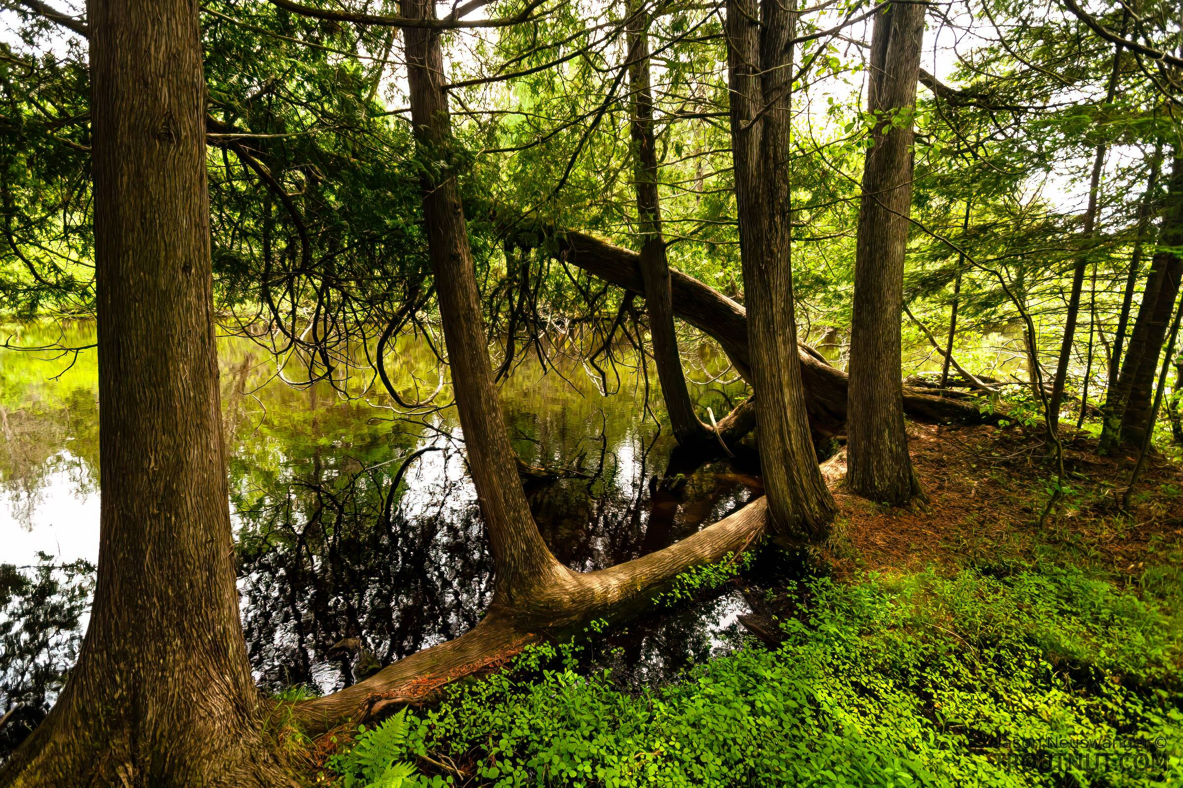 The Bois Brule River, Wisconsin