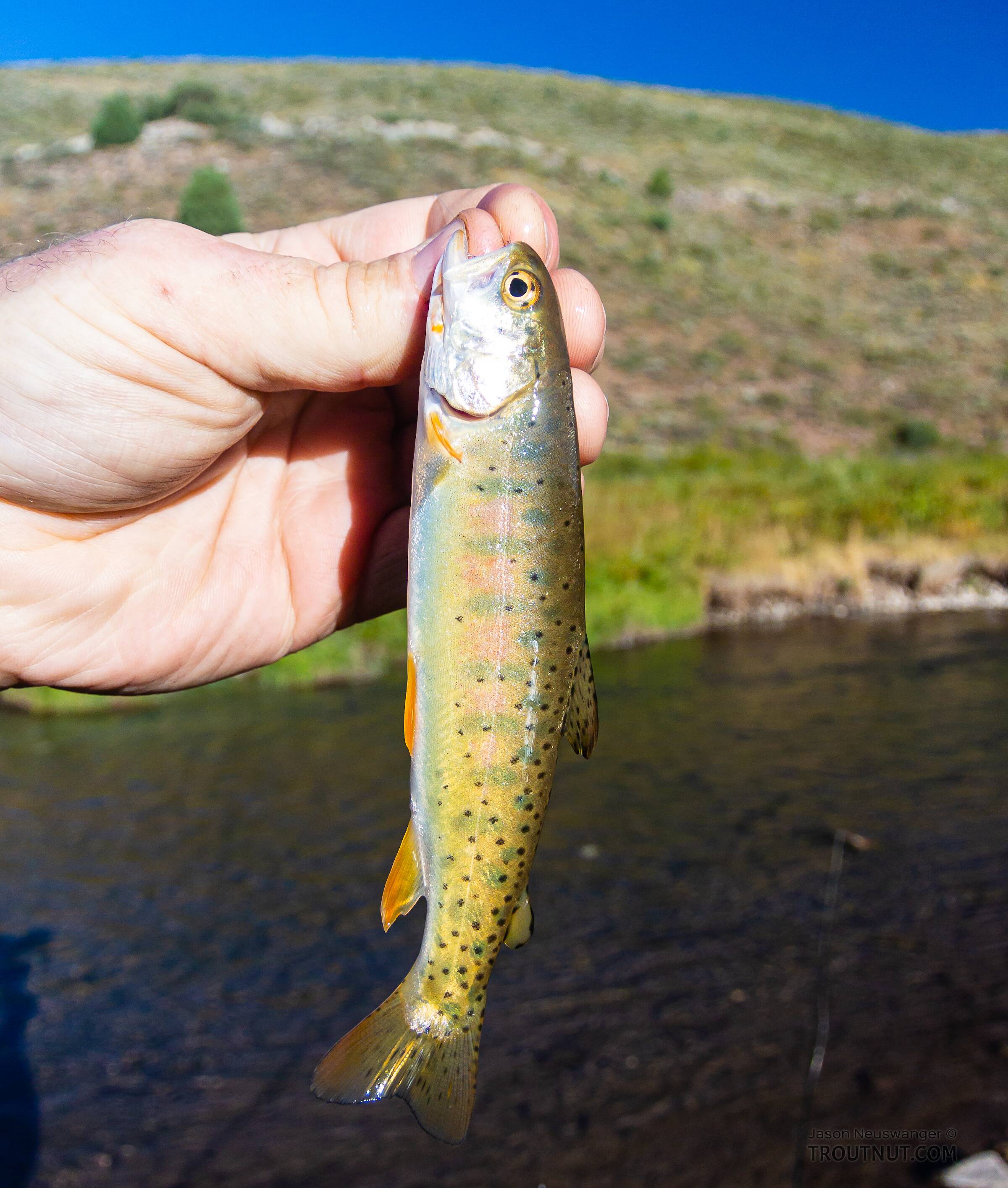 Troutnut's Best Pictures of Trout, Salmon, and Grayling, Page 2