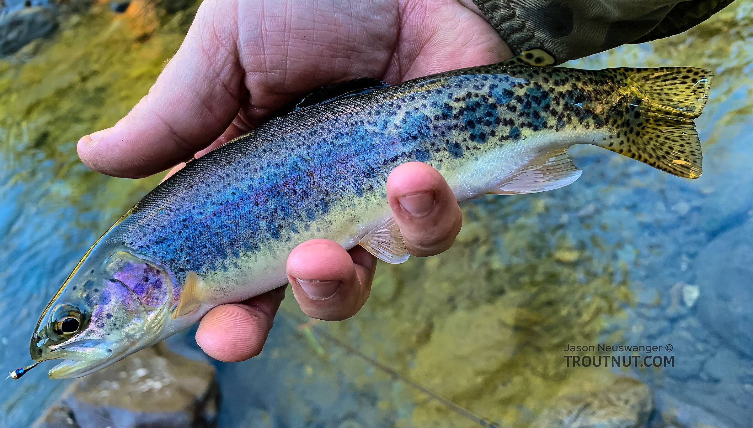 Dinking around on a small stream