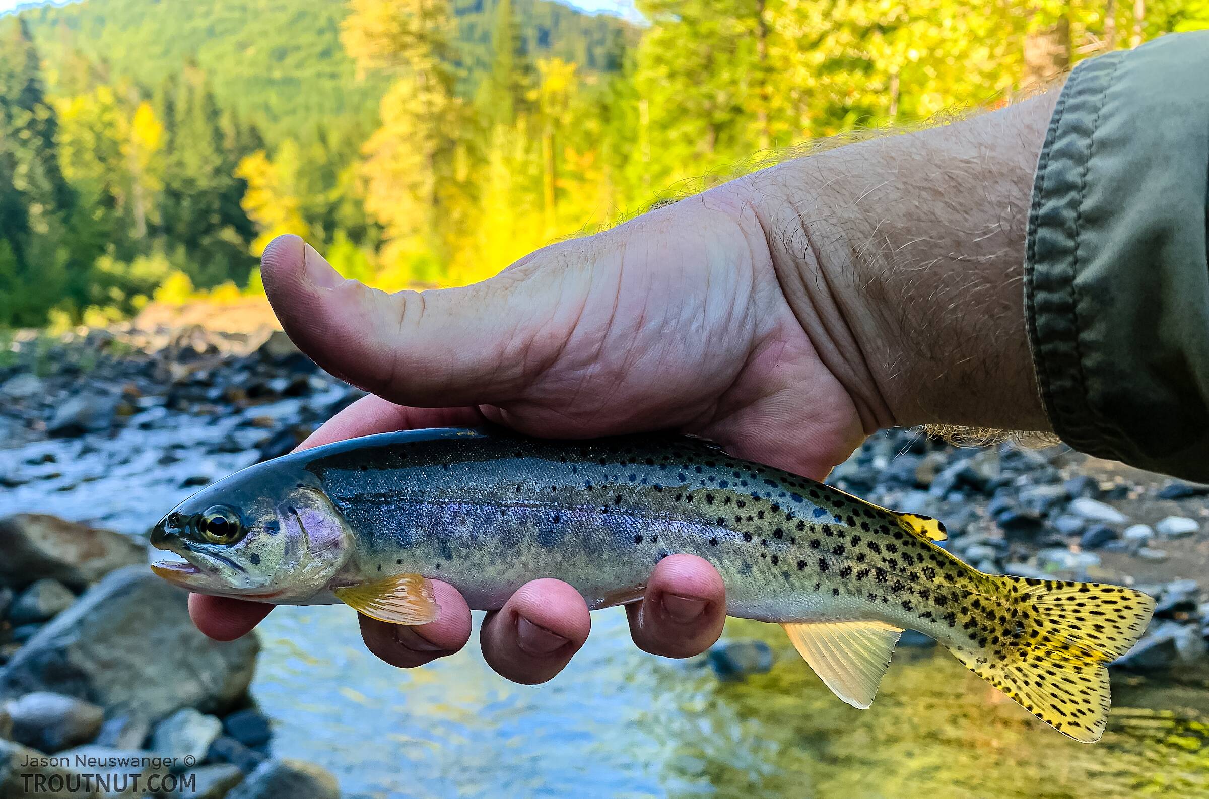 Dinking around on a small stream