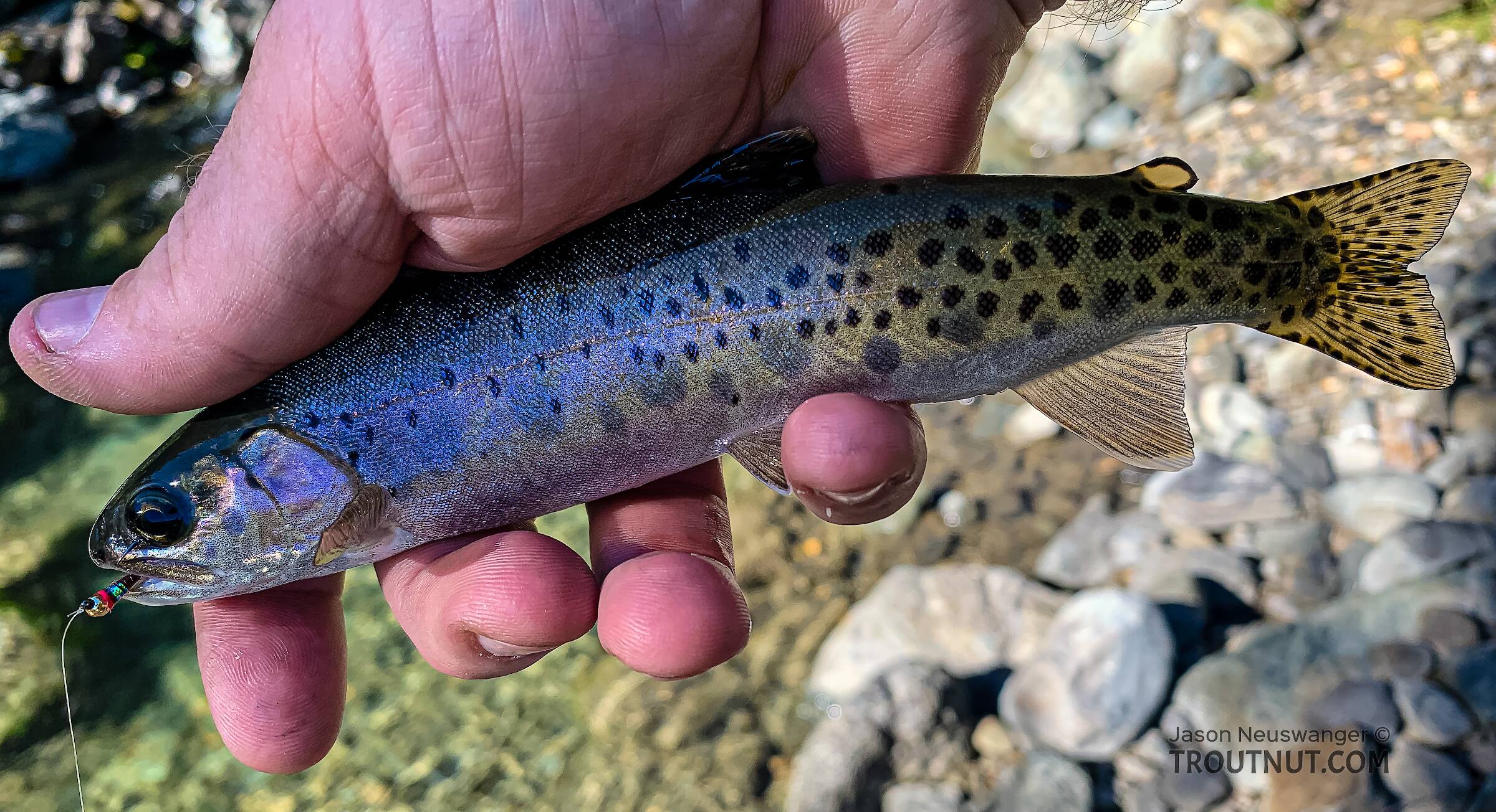 Dinking around on a small stream