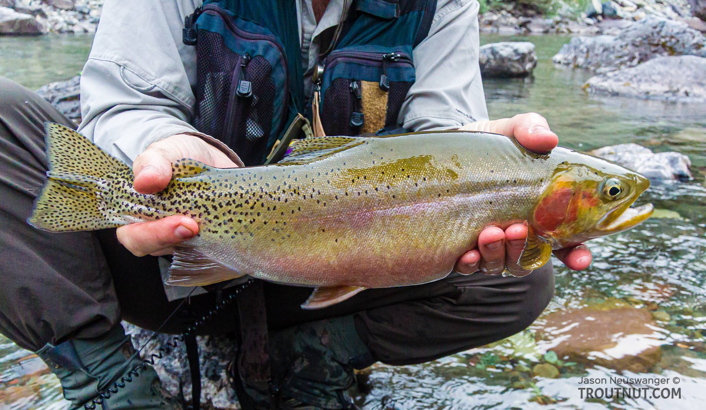 Troutnut's Best Pictures of Trout, Salmon, and Grayling
