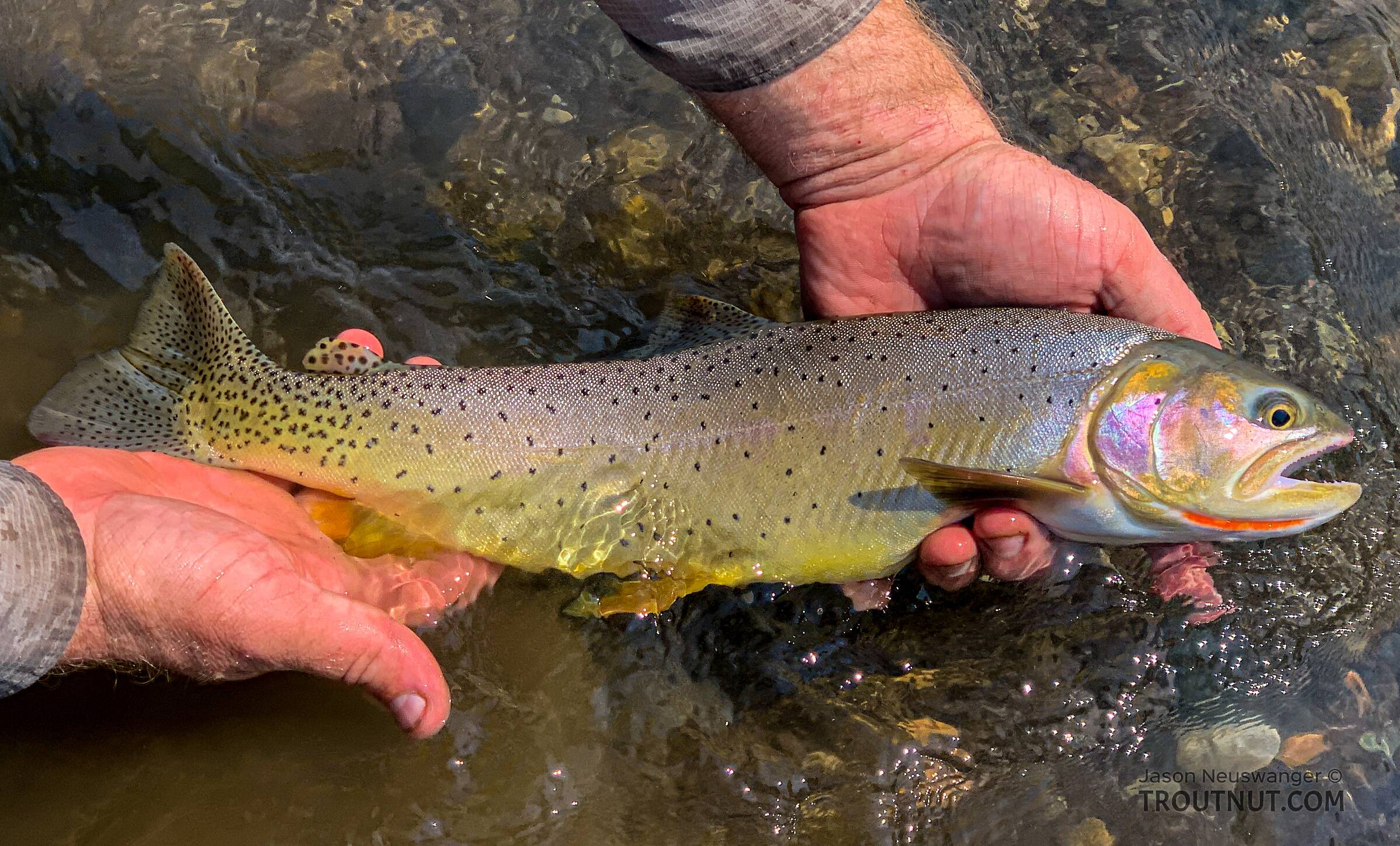 Troutnut's Best Pictures of Trout, Salmon, and Grayling