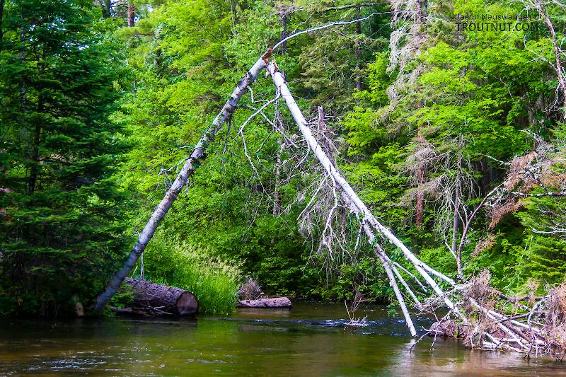 The Bois Brule River, Wisconsin