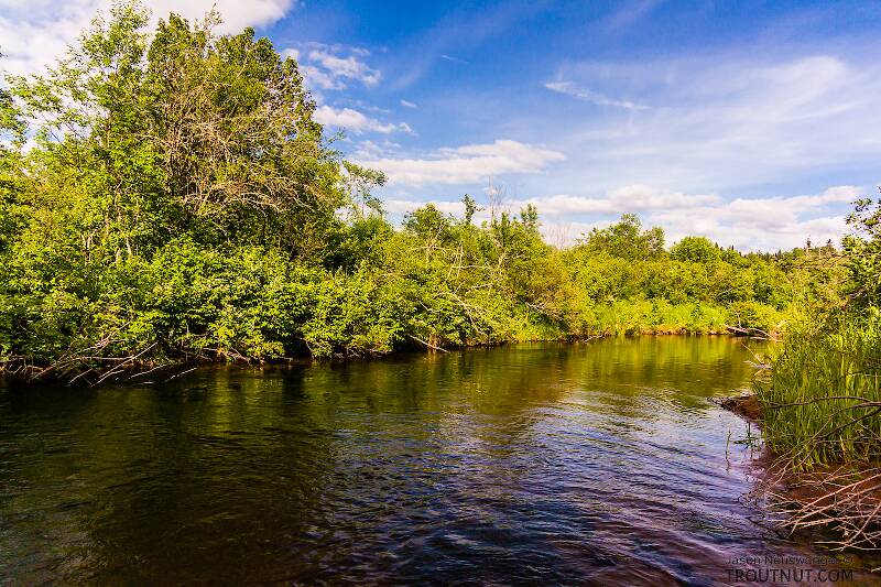 The Bois Brule River, Wisconsin
