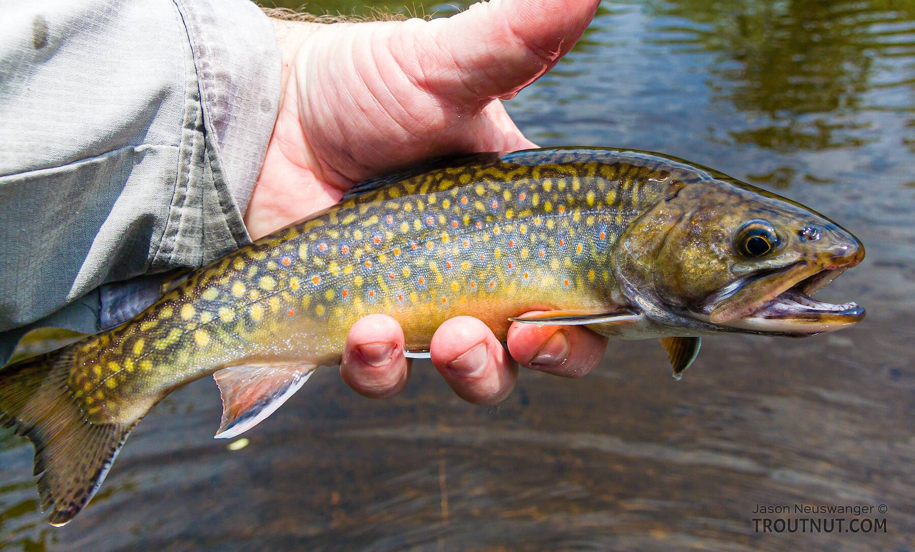 Troutnut's Best Pictures of Trout, Salmon, and Grayling