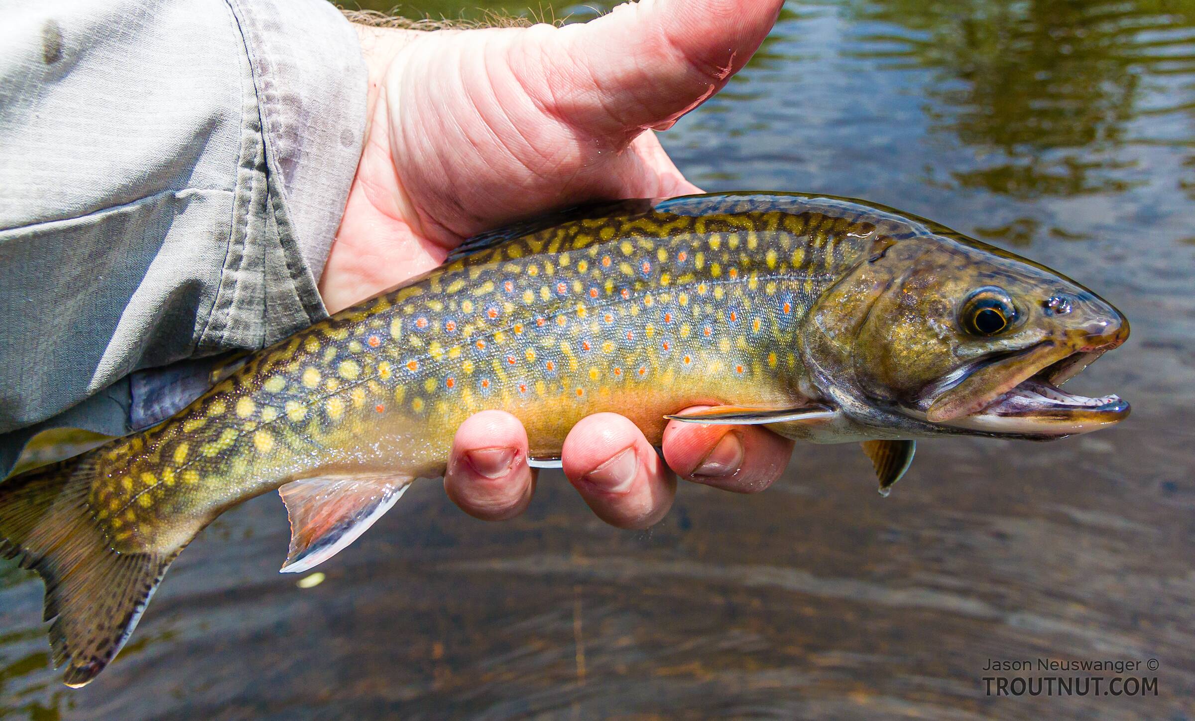 Troutnut's Best Pictures of Trout, Salmon, and Grayling