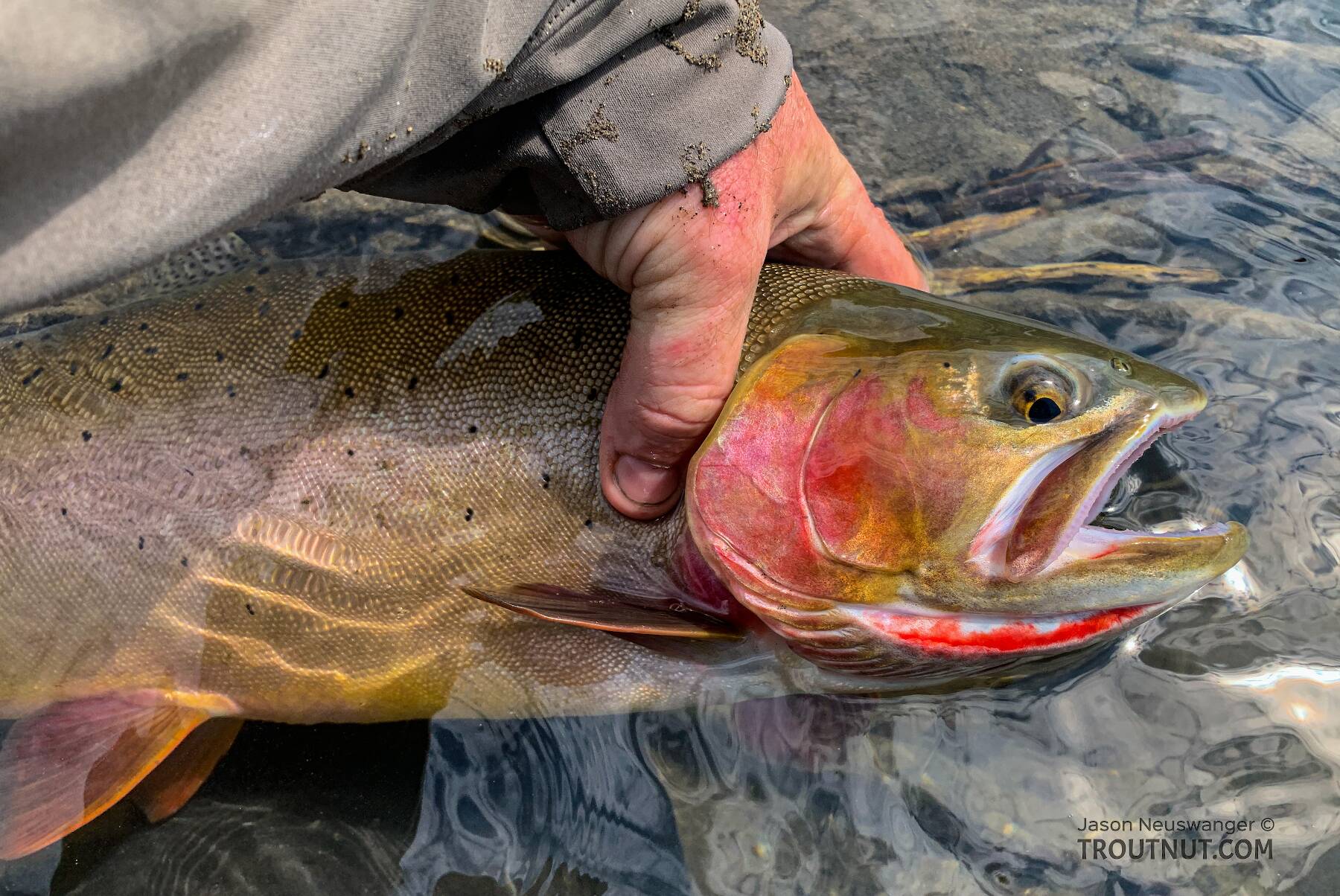Troutnut's Best Pictures of Trout, Salmon, and Grayling