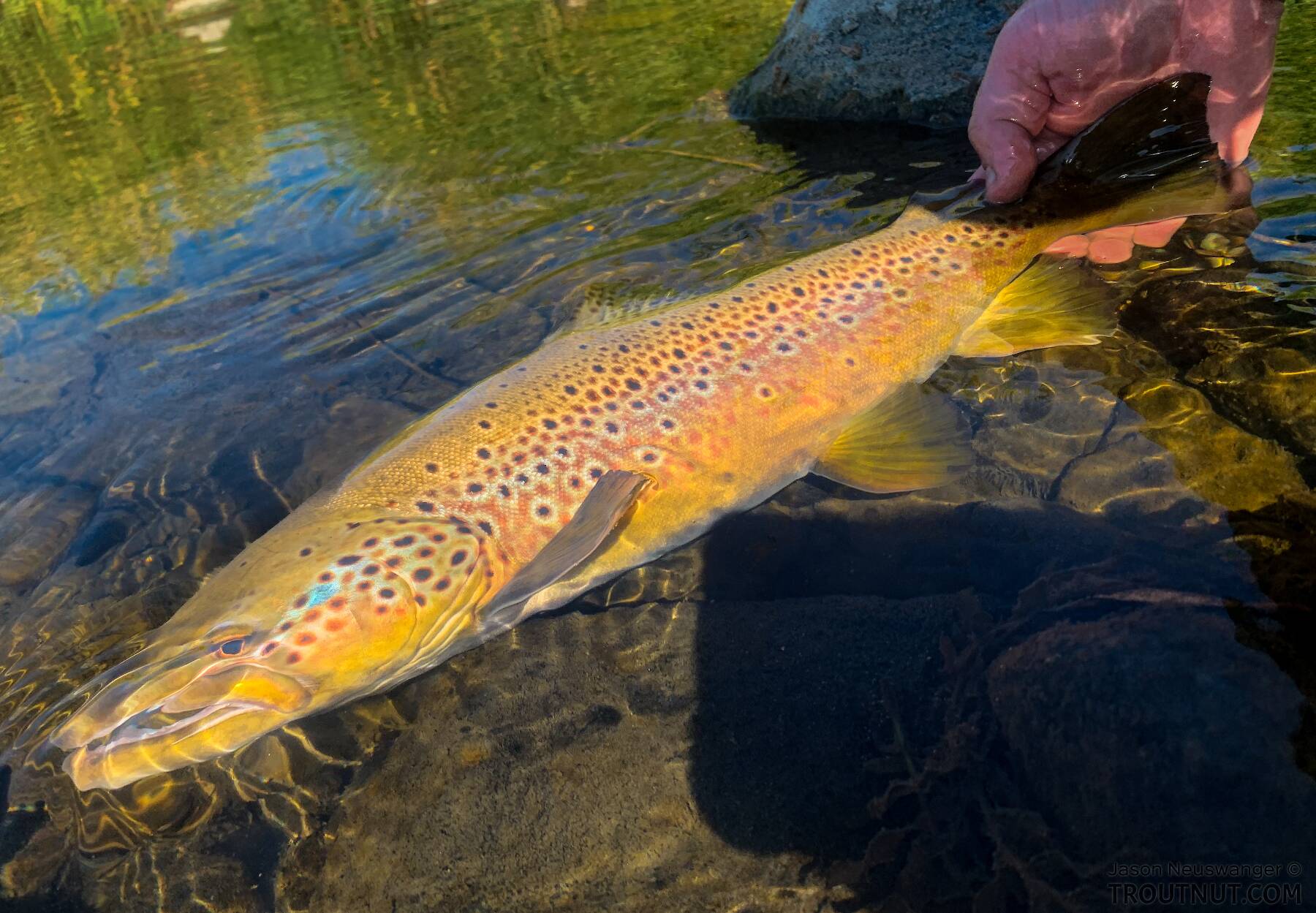 Troutnut's Best Pictures of Trout, Salmon, and Grayling