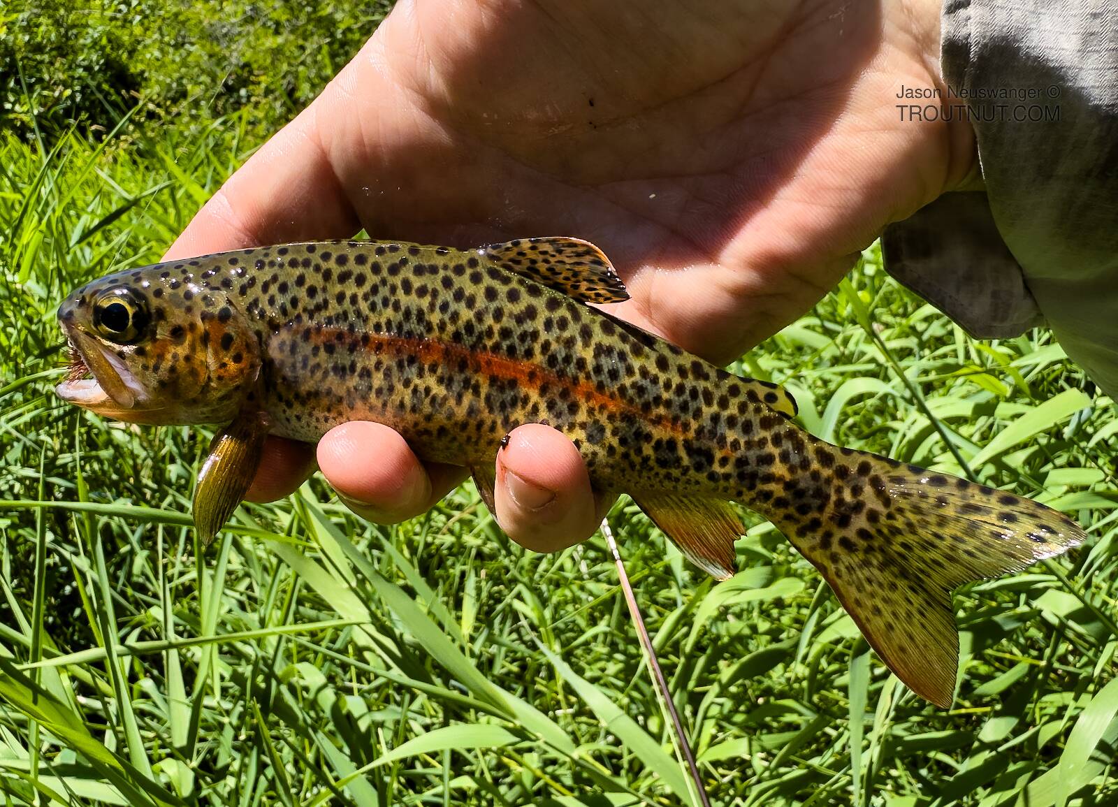 Troutnut's Best Pictures of Trout, Salmon, and Grayling