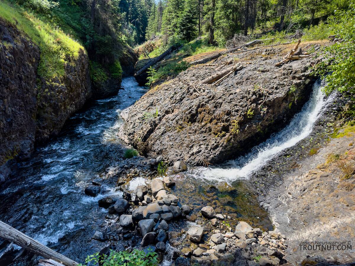 Troutnut: Fly Fishing and Hatch Knowledge, Photos, and Discussions