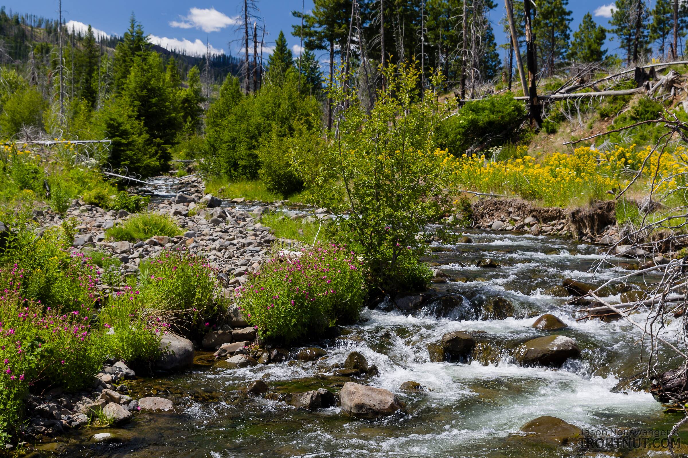 Troutnut's Best Pictures of Trout Streams