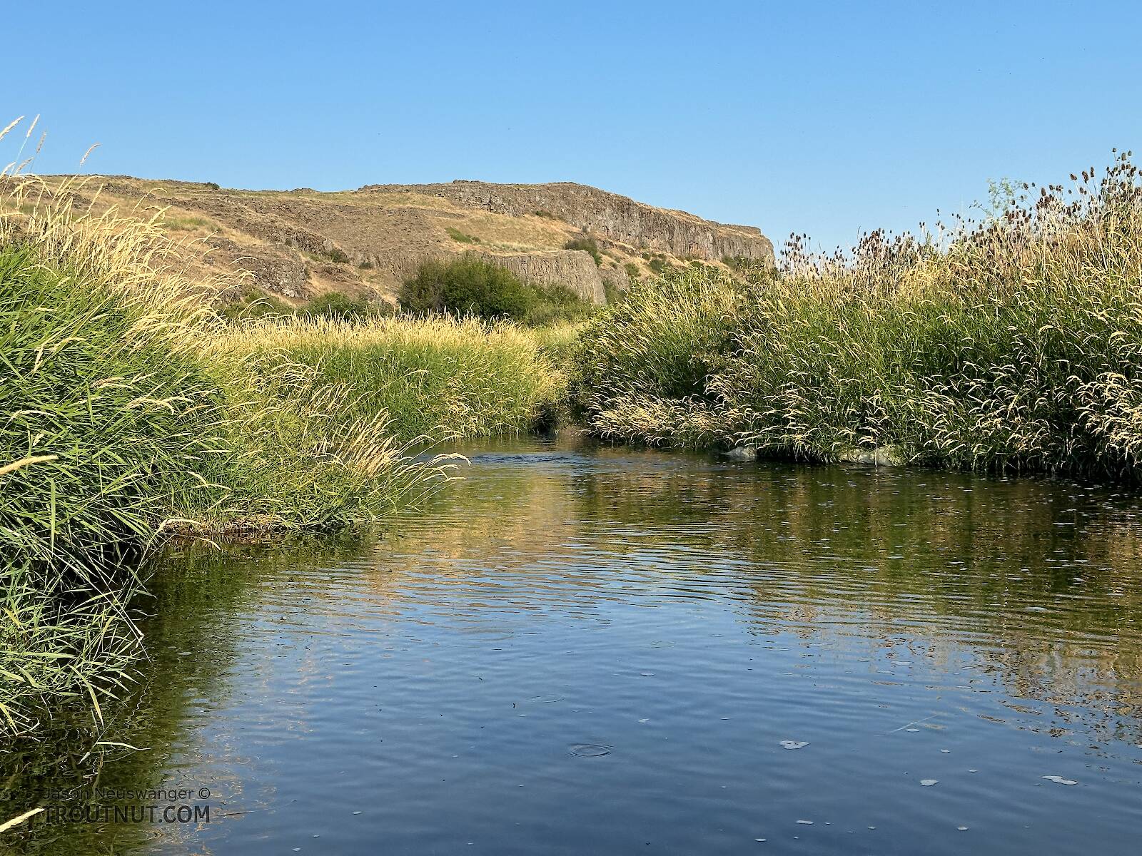 Troutnut: Fly Fishing and Hatch Knowledge, Photos, and Discussions ...