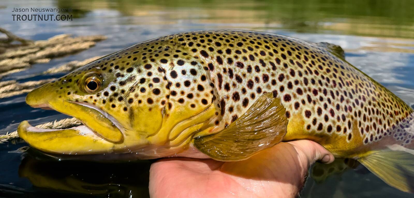 Troutnut's Nature Pictures