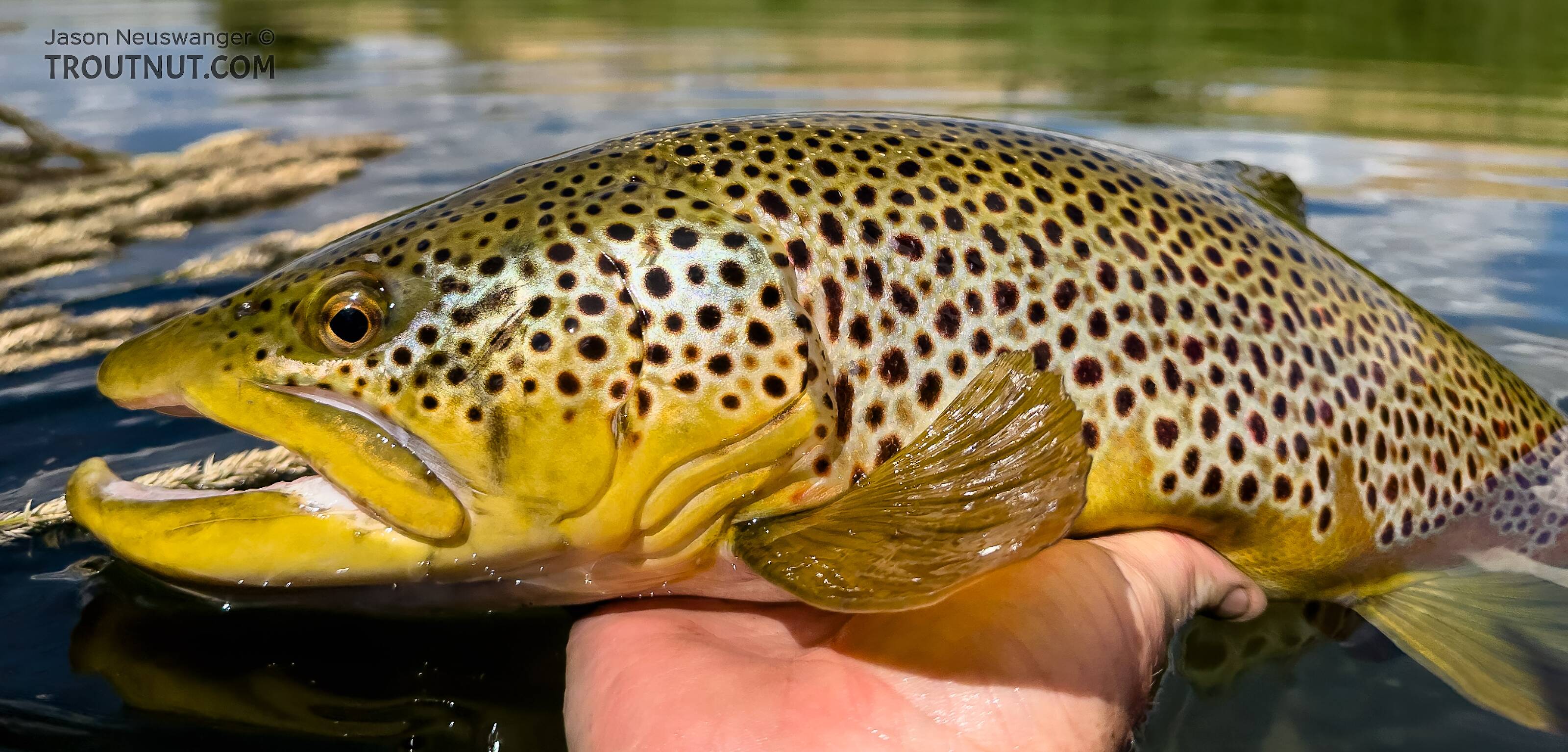 Troutnut's Best Pictures of Trout, Salmon, and Grayling