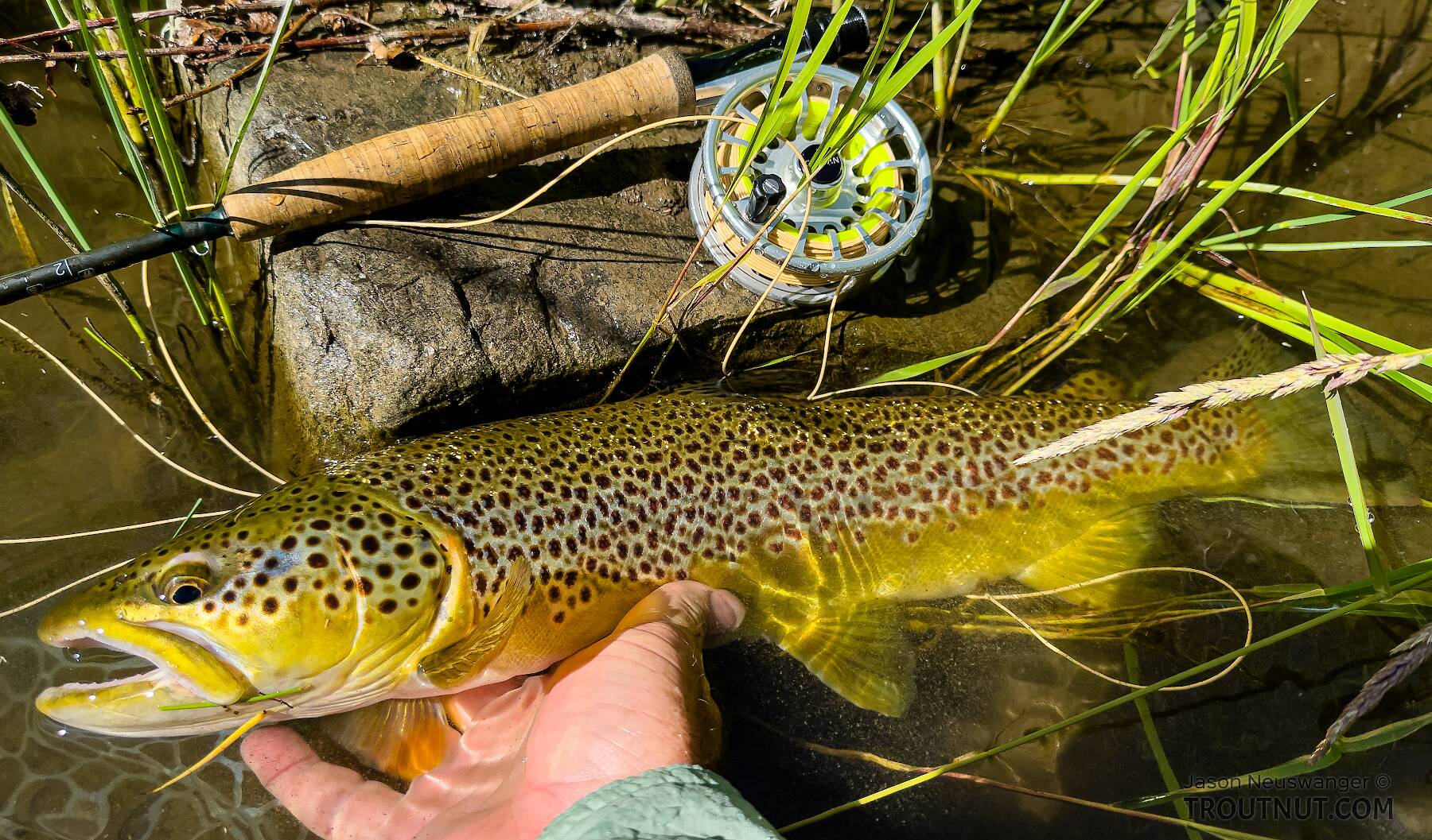 Troutnut's Best Pictures of Trout, Salmon, and Grayling