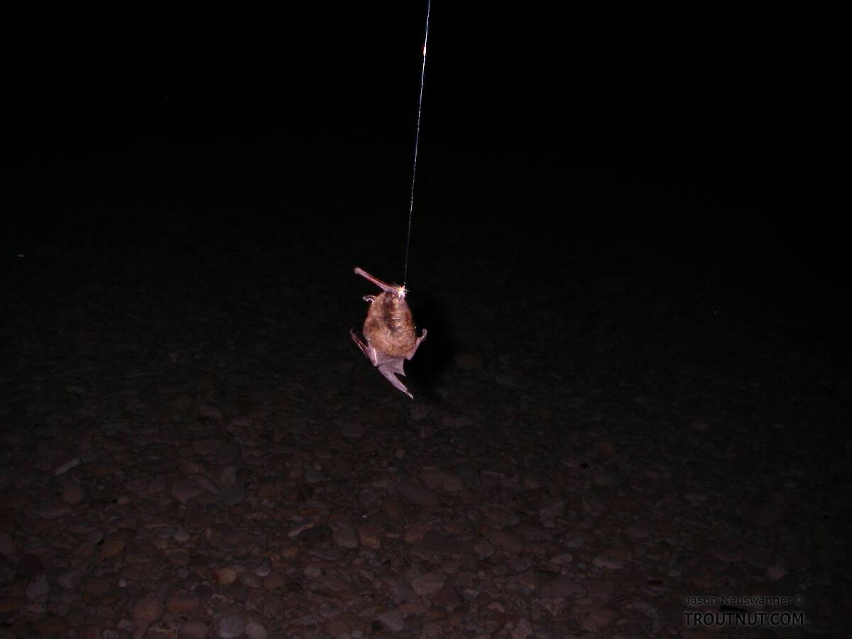 The Beaverkill River, New York